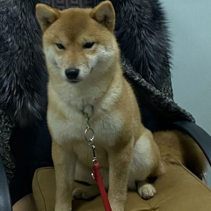Мальчик сиба ину