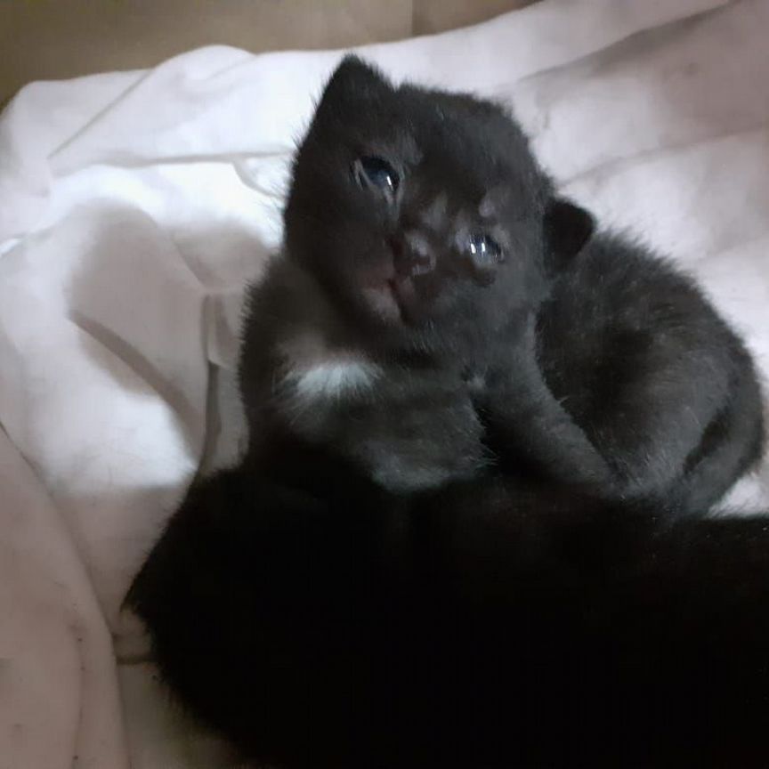 Черный котенок в добрые руки