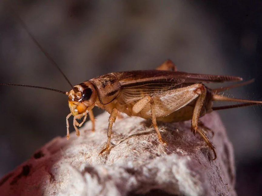 Сверчок домовой замороженный