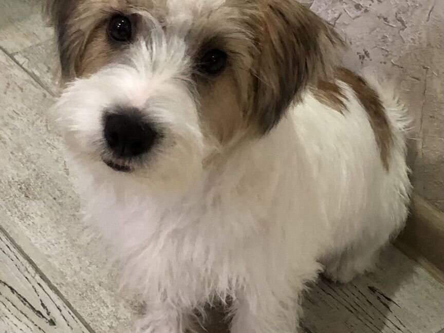 Продаю собаку Джек Рассел терьер Жесткошерстный