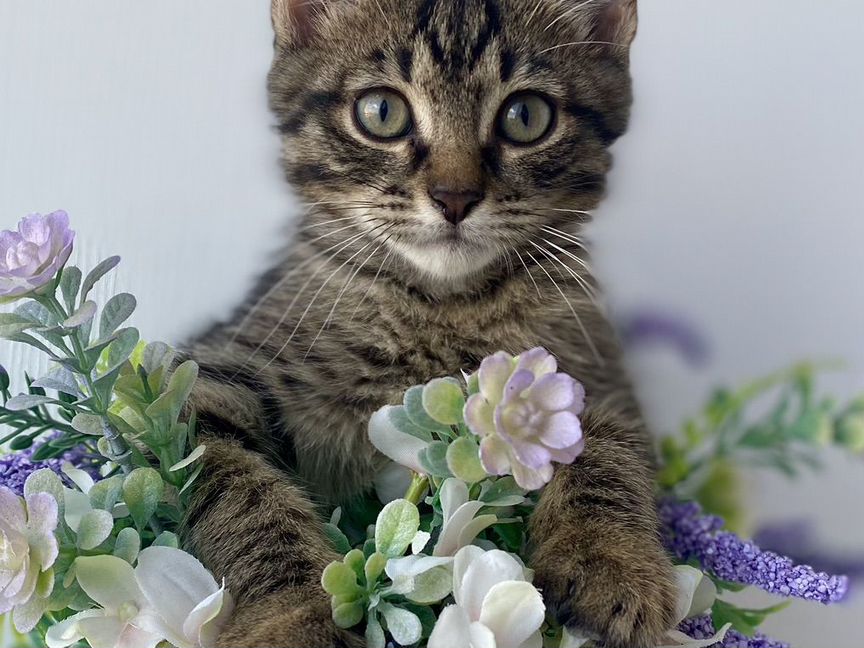 Котенок в добрые руки