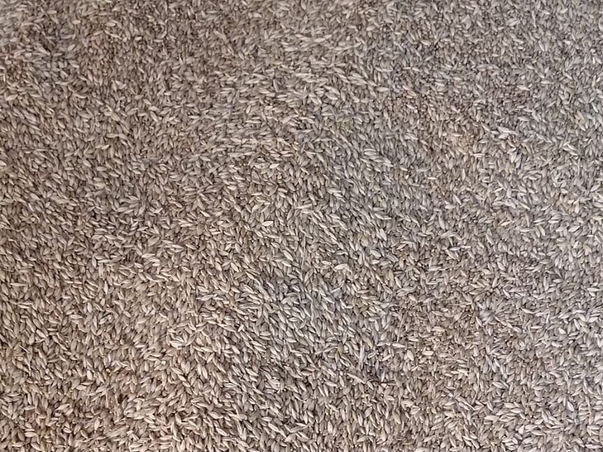 Зерно пшеница ячмень