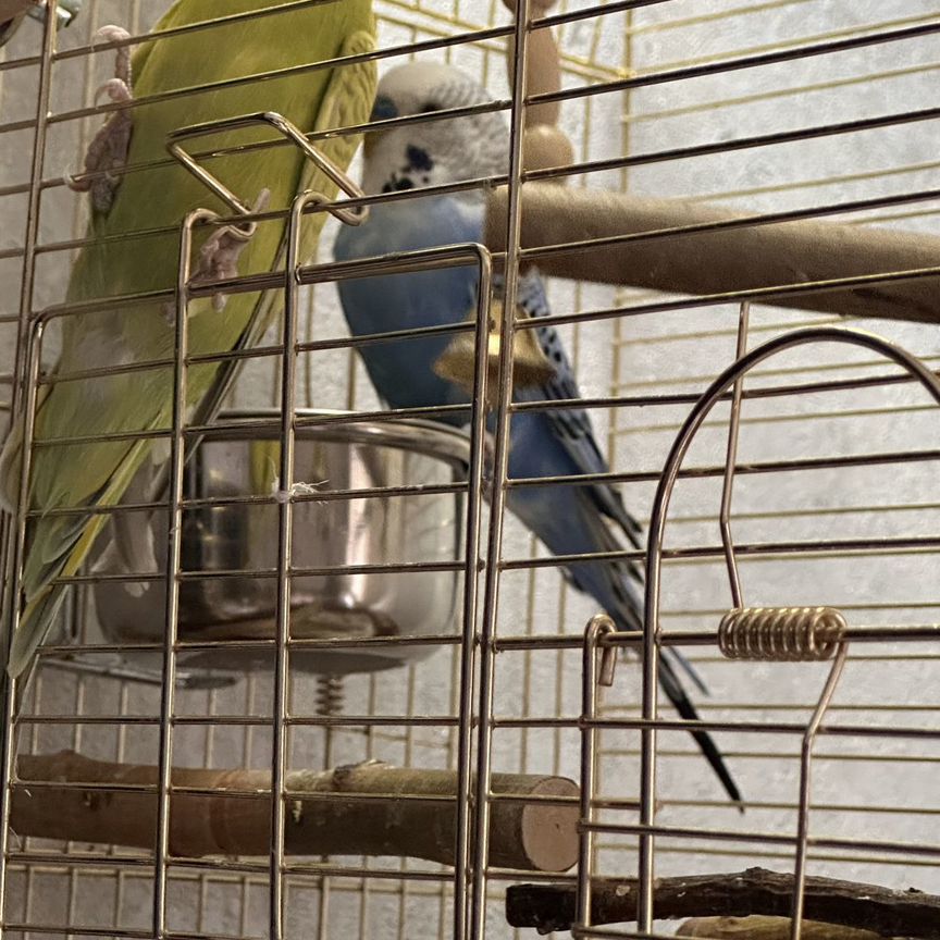 Волнистый попугай с клеткой