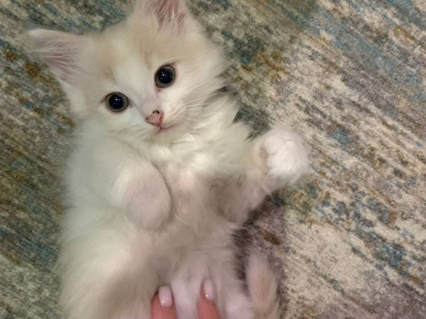 Котенок в добрые руки