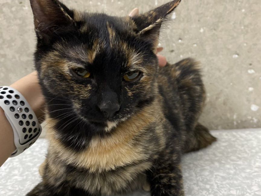 Кошка черепаха в добрые руки