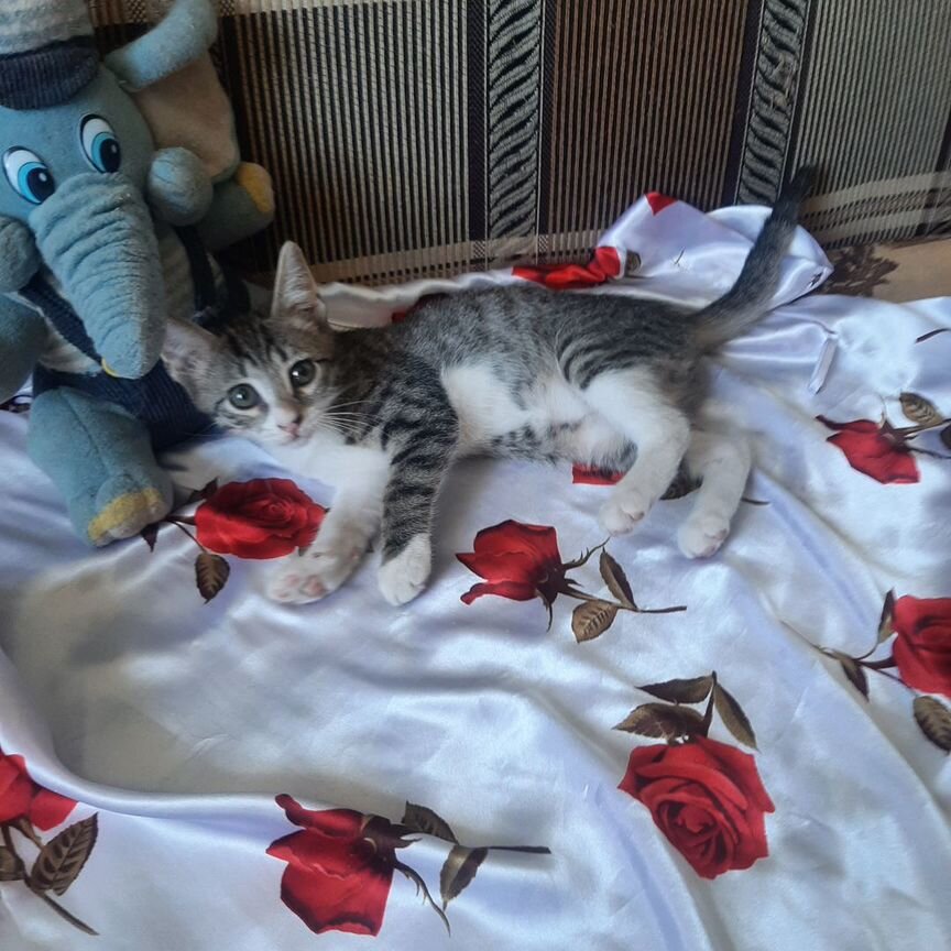 Котик 2,5 месяца - в добрые руки