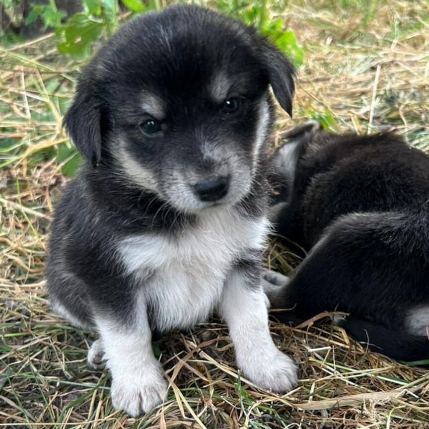 Малышка ищет дом