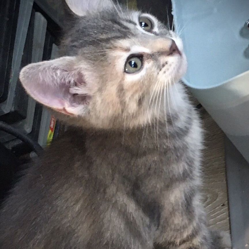 Котенок