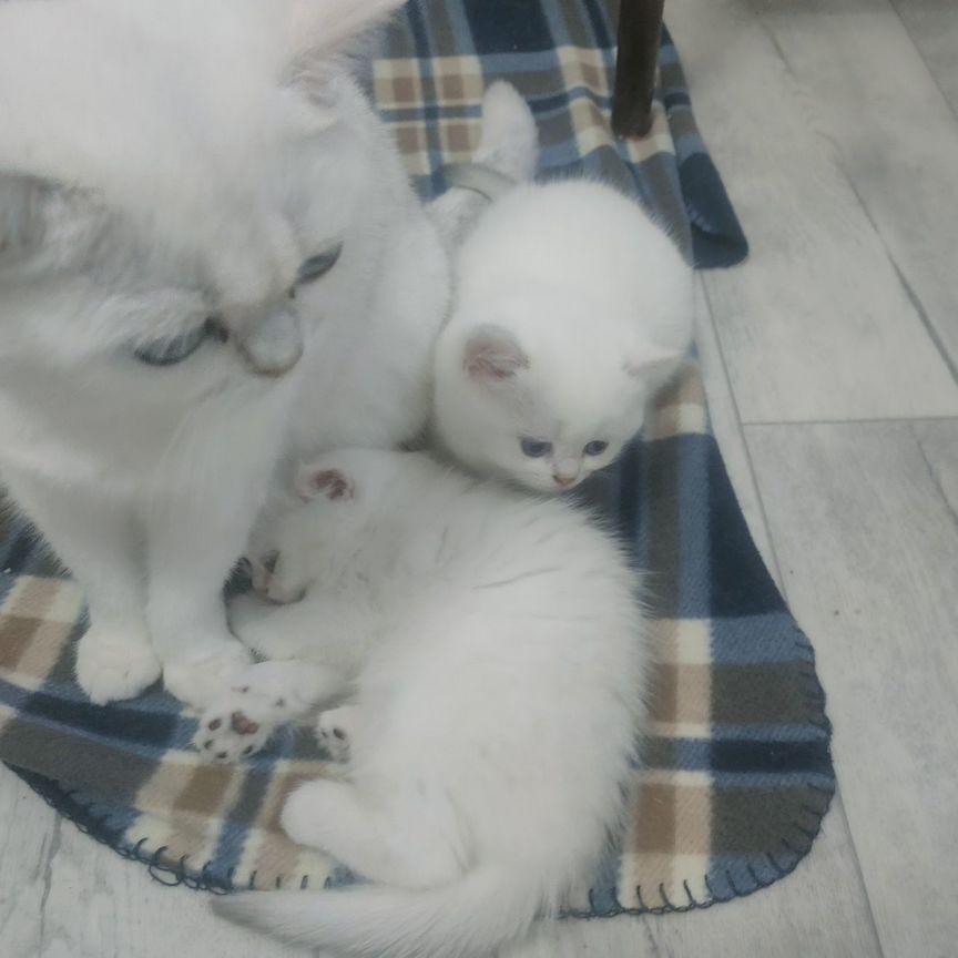 Британский короткошёрстный котёнок