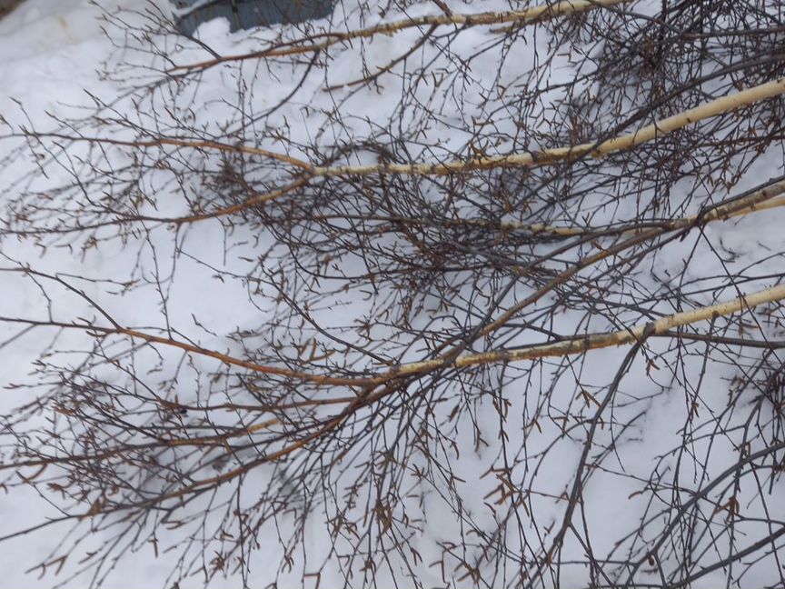 Ветки береза на корм скоту