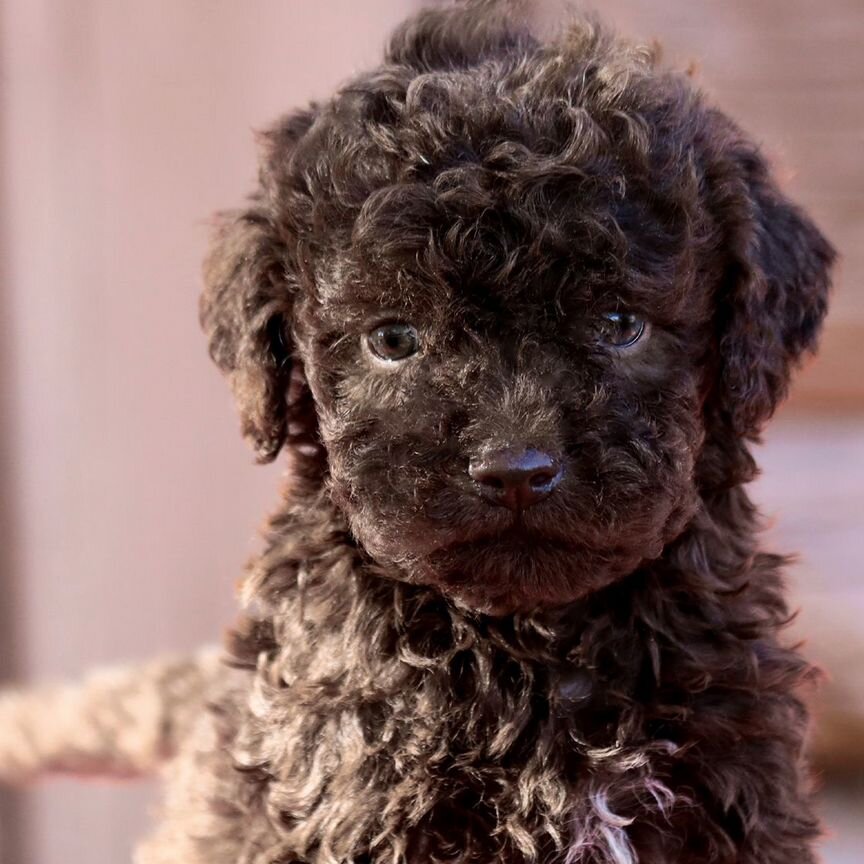 Лаготто романьоло щенок девочка