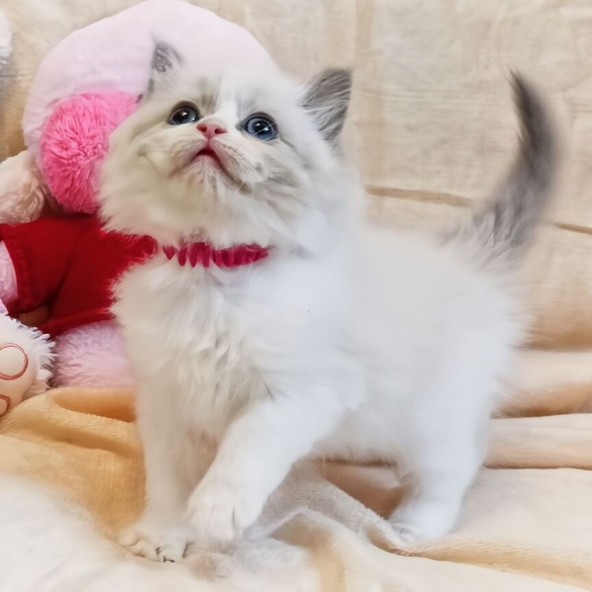 Рэгдолл котёнок