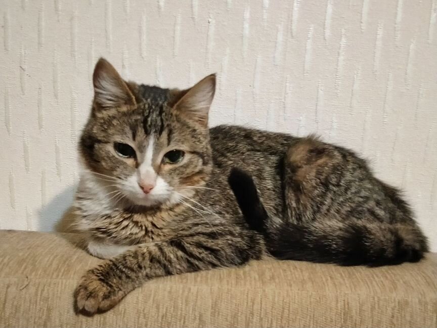 Кошка
