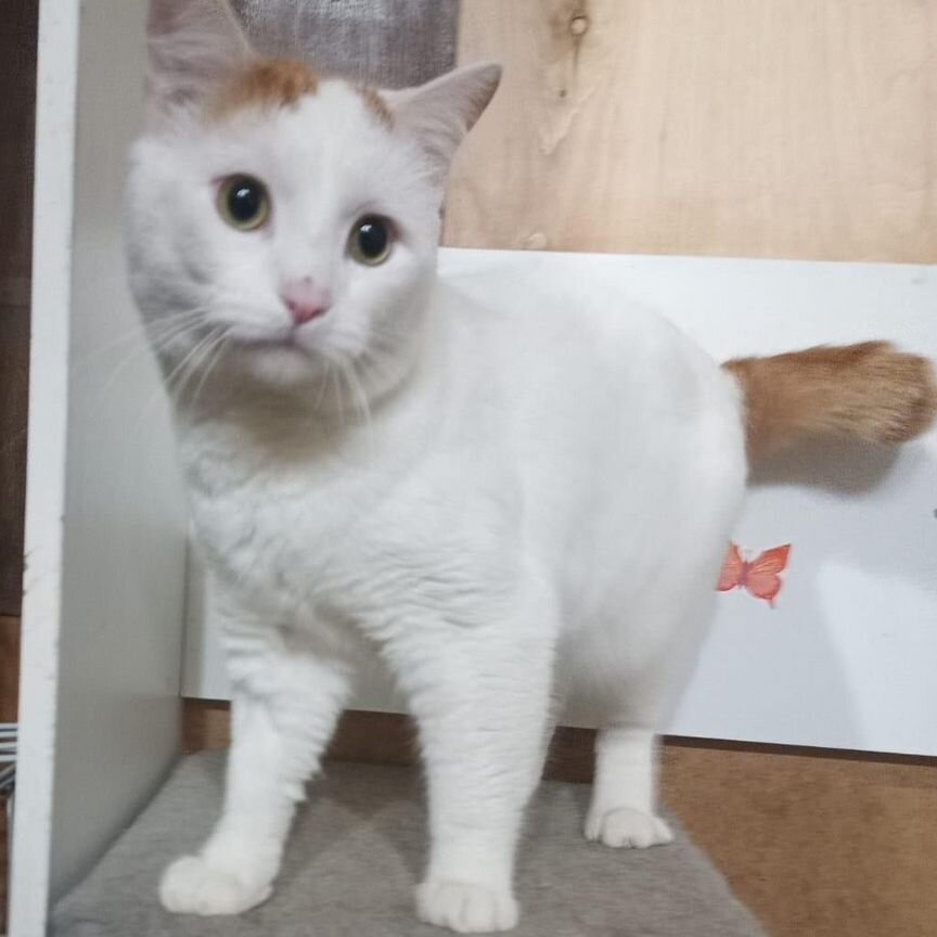 Котик Зайка с коротким хвостиком жил на картонке