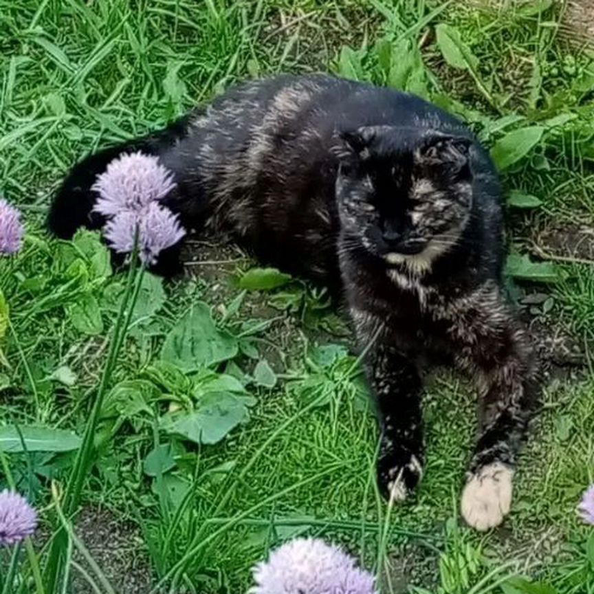 Шотландская вислоухая короткошёрстная, взрослая кошка