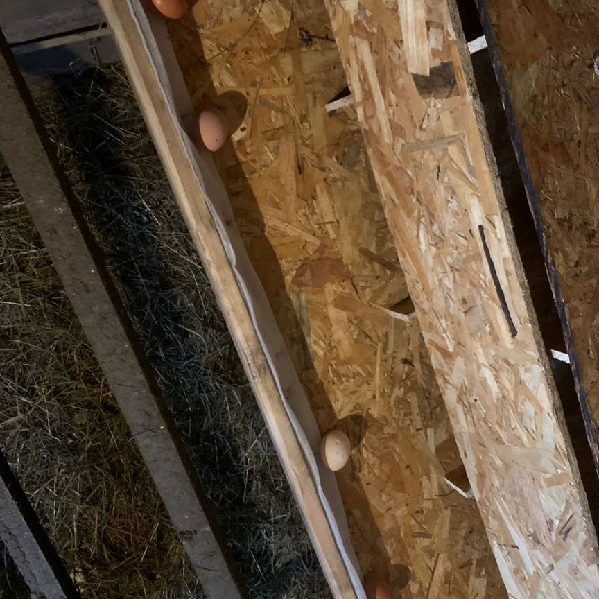 Гнездо для кур с яйцесборником