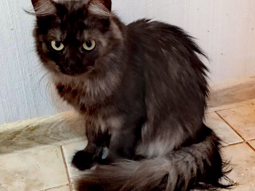 Кошечка Пушинка в добрые руки