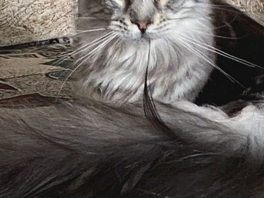 Девочка мейн-куночка