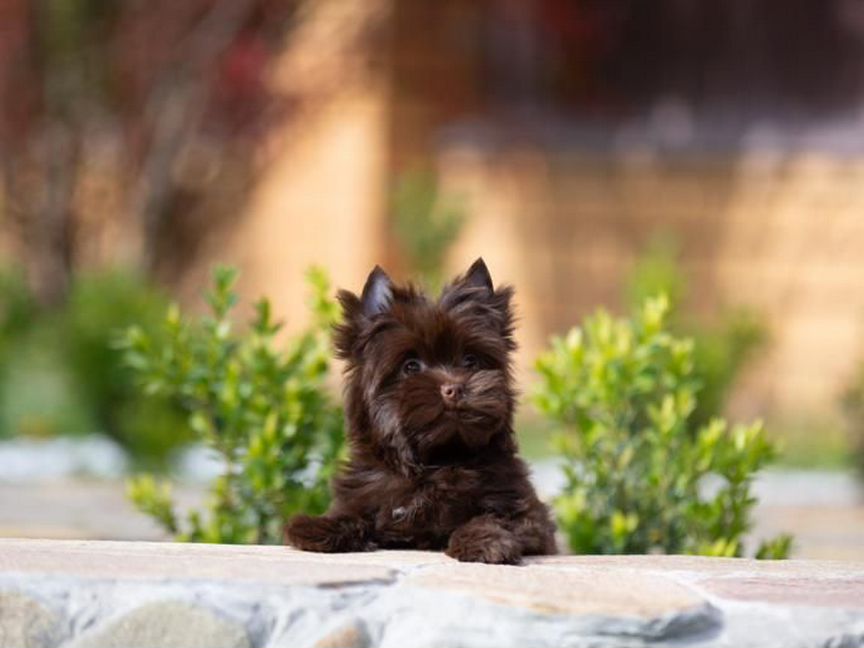 Шоколадный йорк