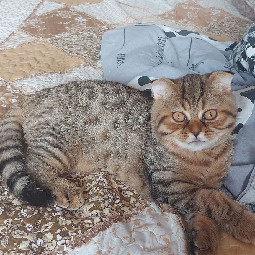 Шотландский кот