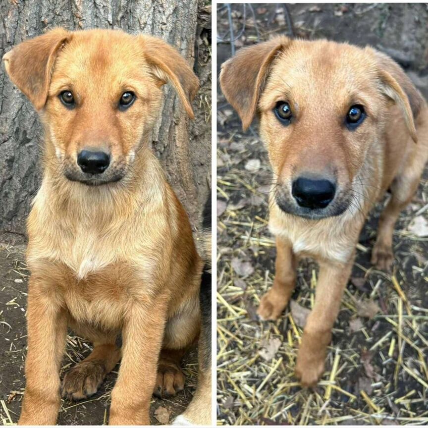 Щенок в добрые руки