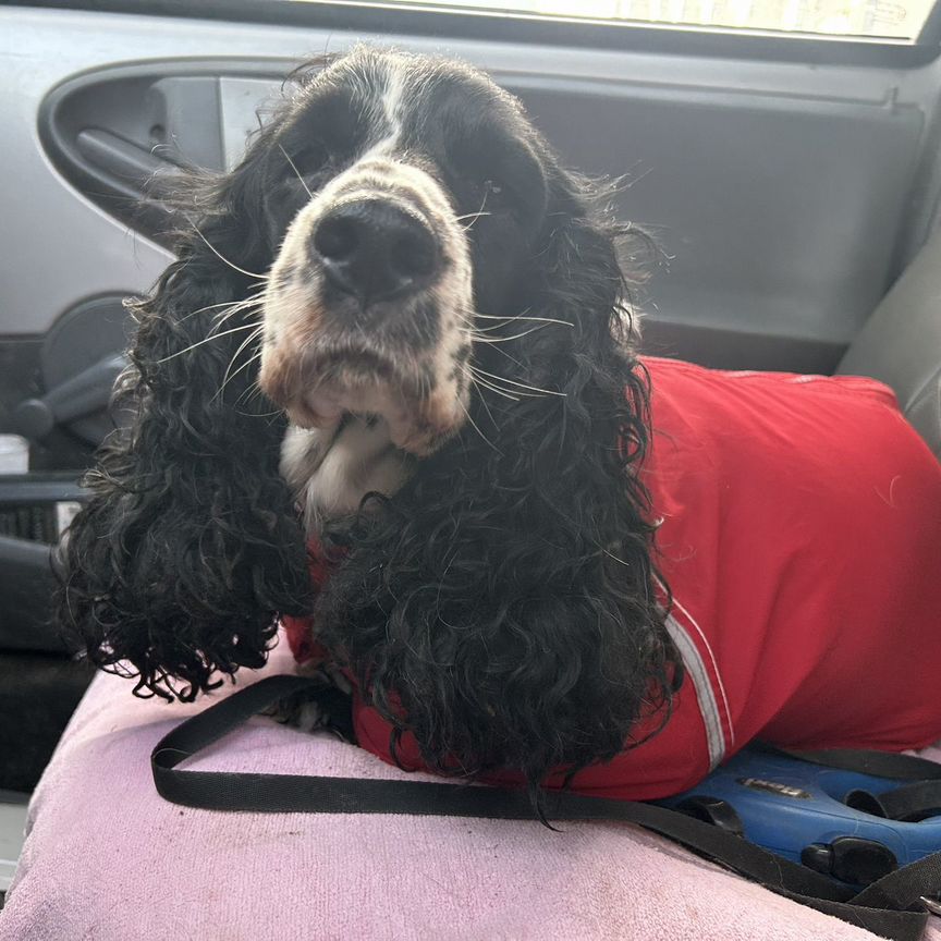 Русский спаниель