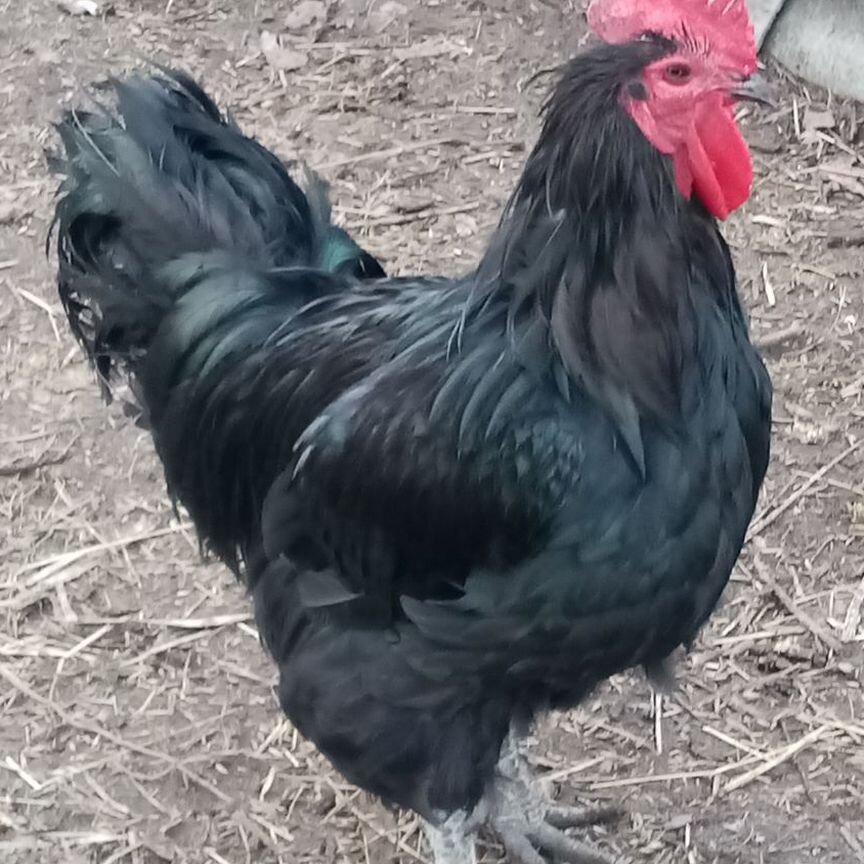 Джерсинский гигант