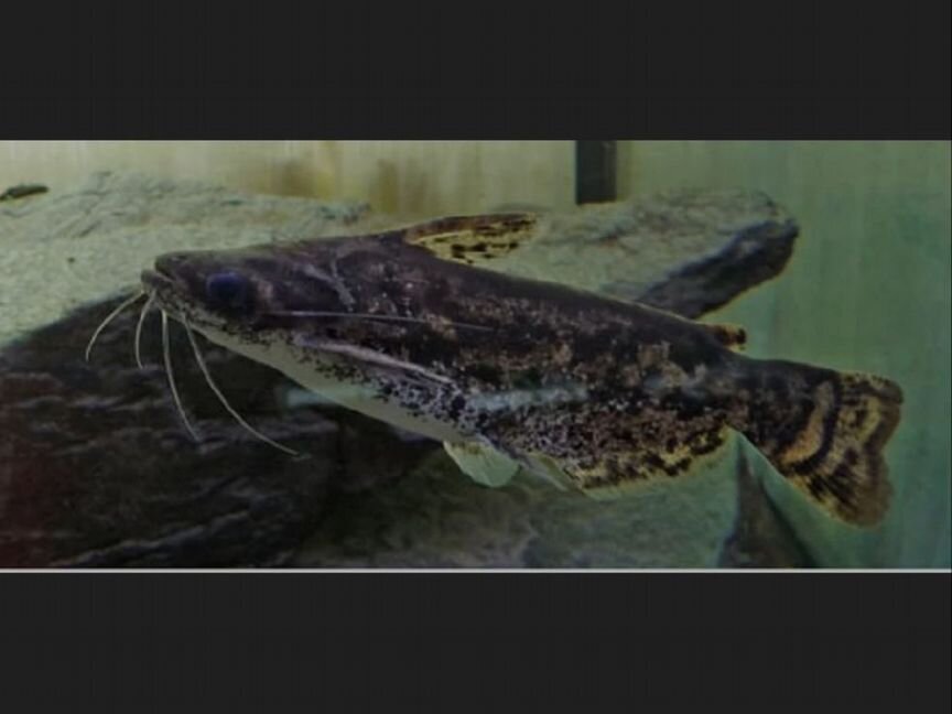 Сом фишера, коряжка