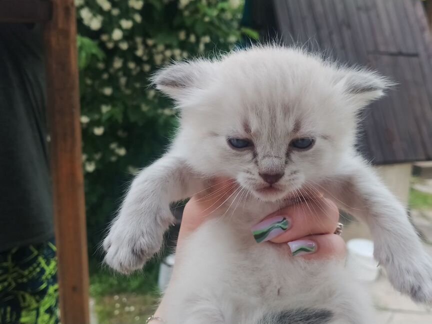 Невские маскарадные котята