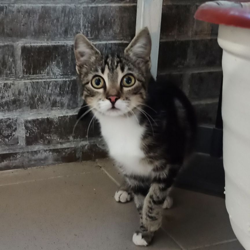 Котенок 3 месяца