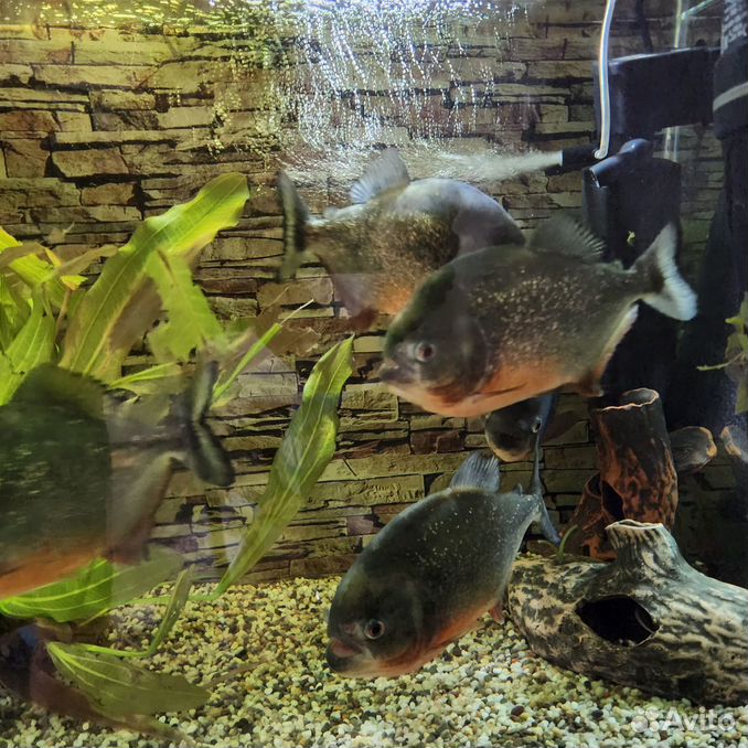 Пираньи Натерера