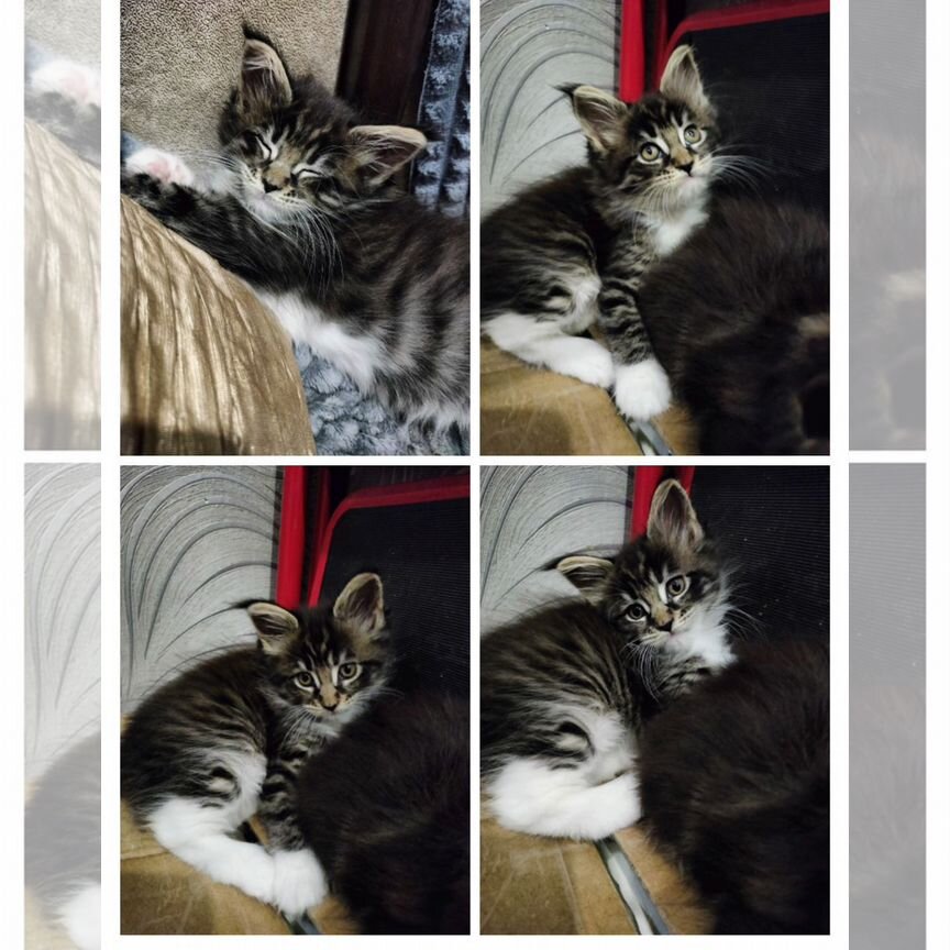 Мейн-кун котёнок