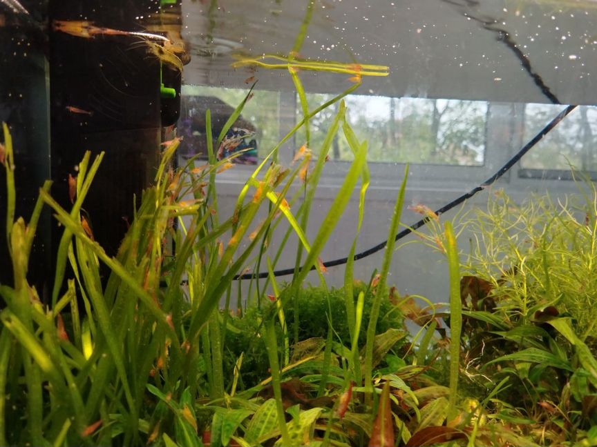 Креветки вишня - ред черри