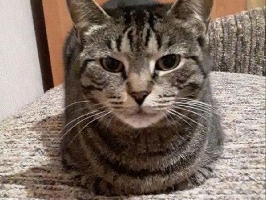 Кошка Маруся