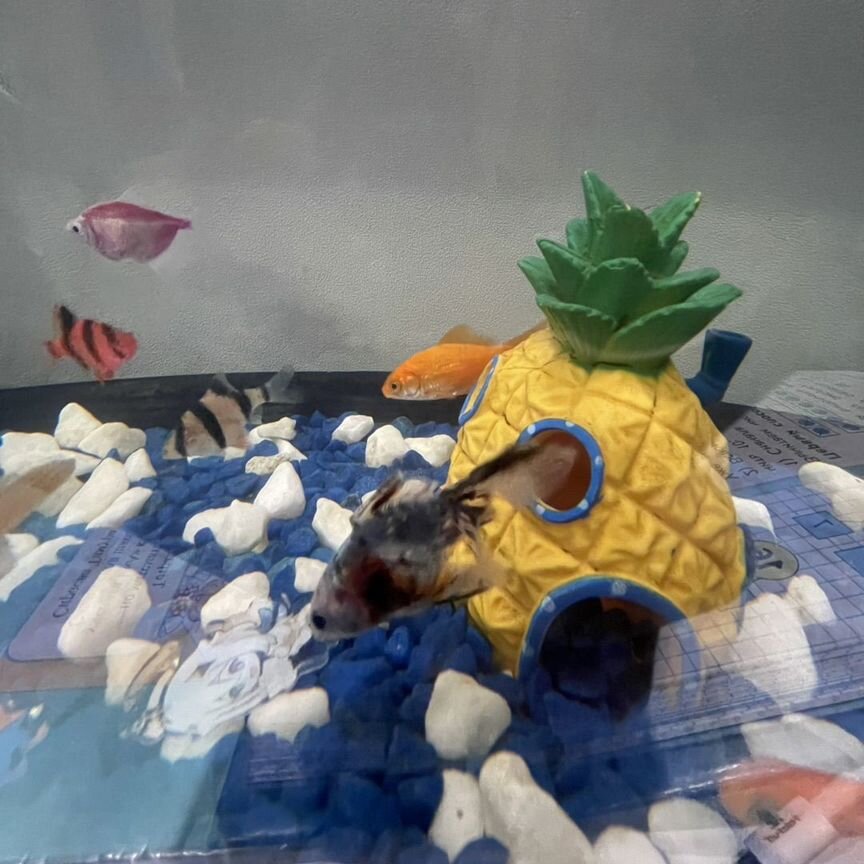 Вуалехвост ращноцветный