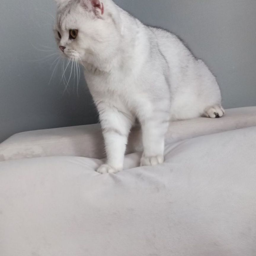 Британский кот на вязку