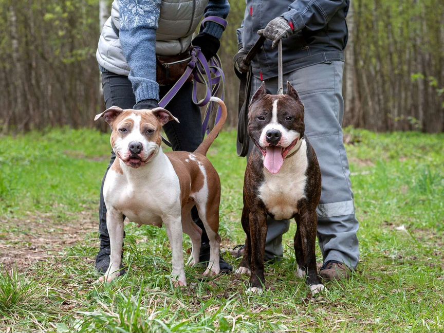 Сладкая парочка ищет дом