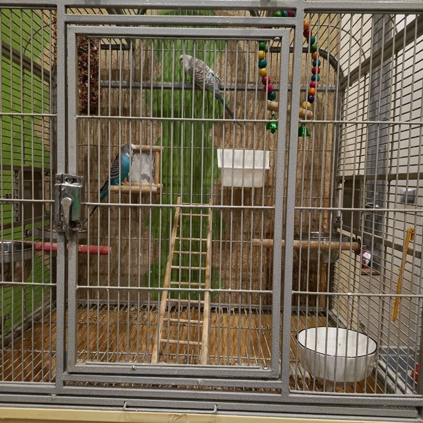 Клетка с волнистыми попугаями девочка и мальчик