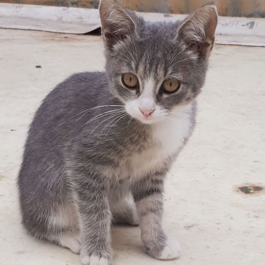 Коты