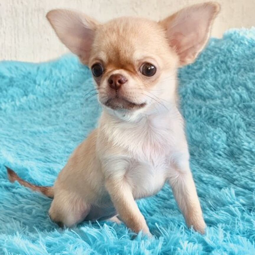 Чихуахуа, щенок