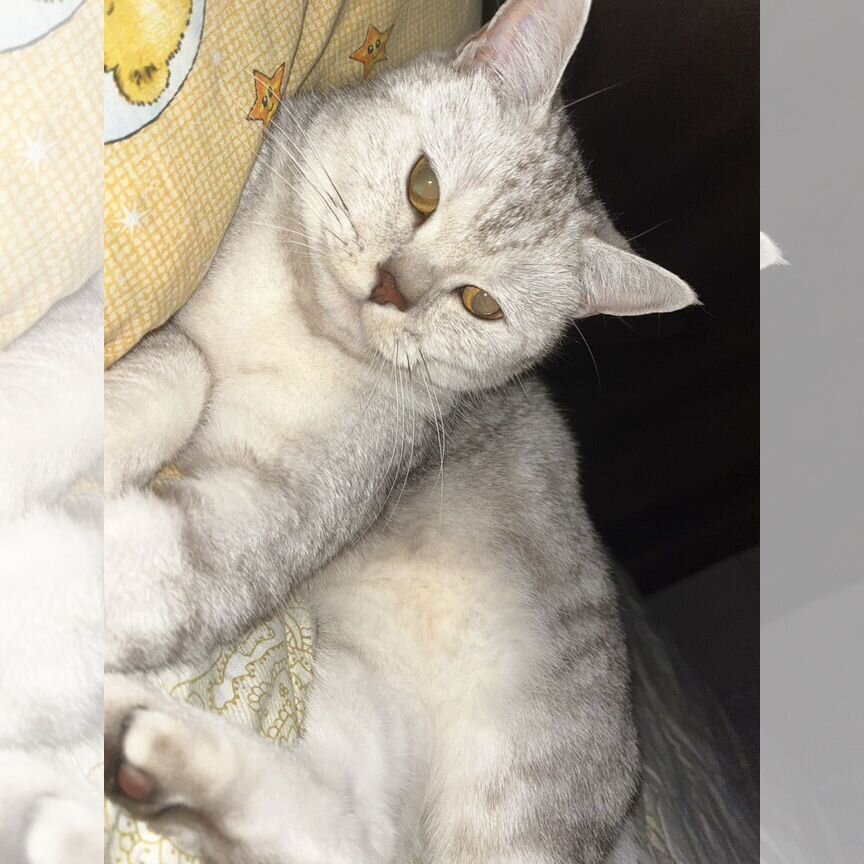 Шотландская вислоухая короткошёрстная, взрослая кошка