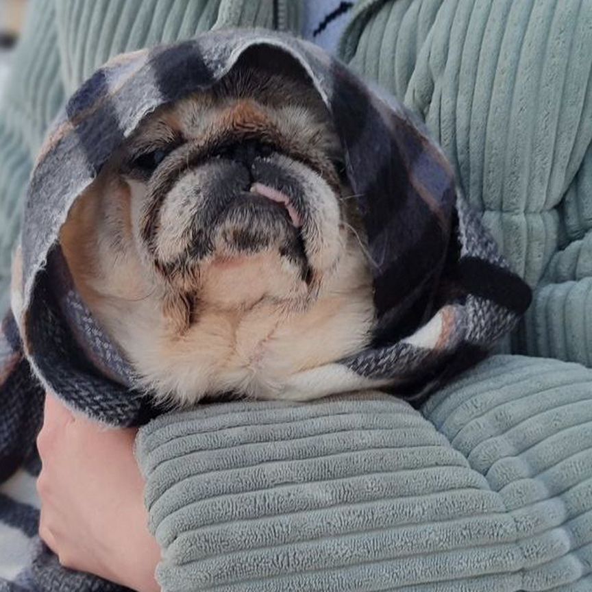 Мопс, взрослая собака