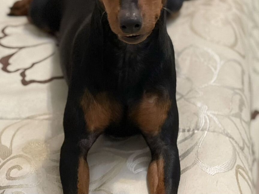 Цвергпинчер девочка отдам в добрые руки