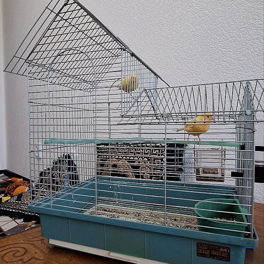 Канарейка пара