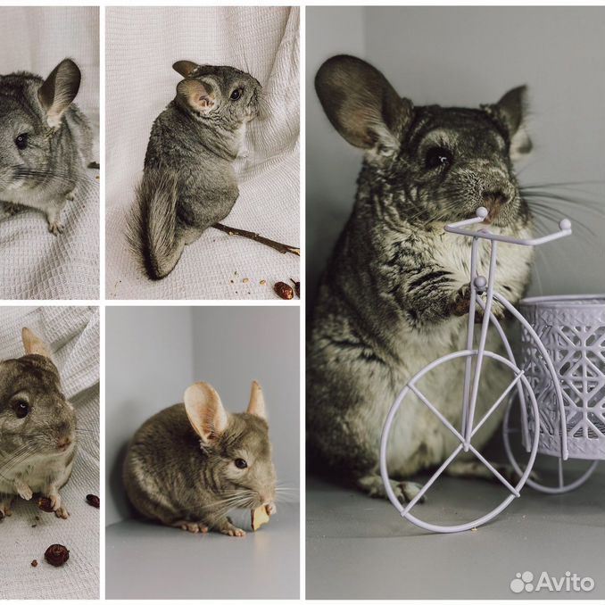 Шиншиллы девочки и мальчики