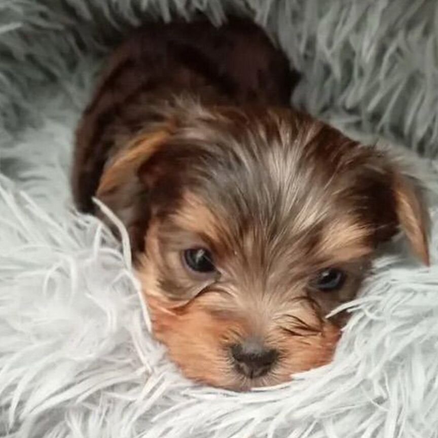 Йоркширский терьер, щенок