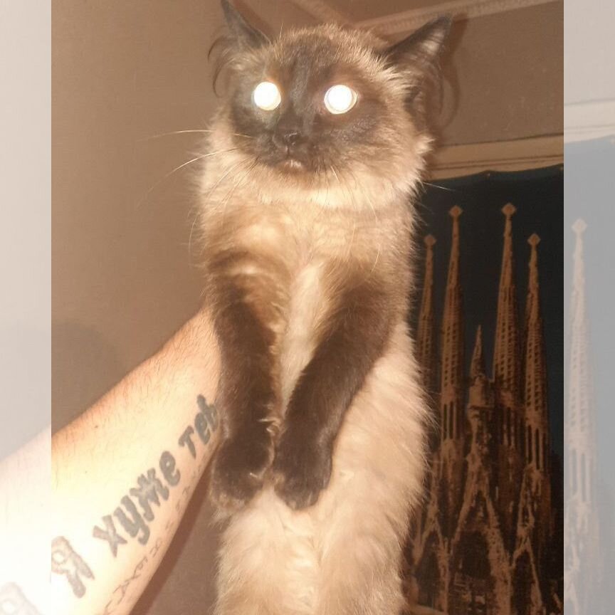 Сиамская, взрослая кошка