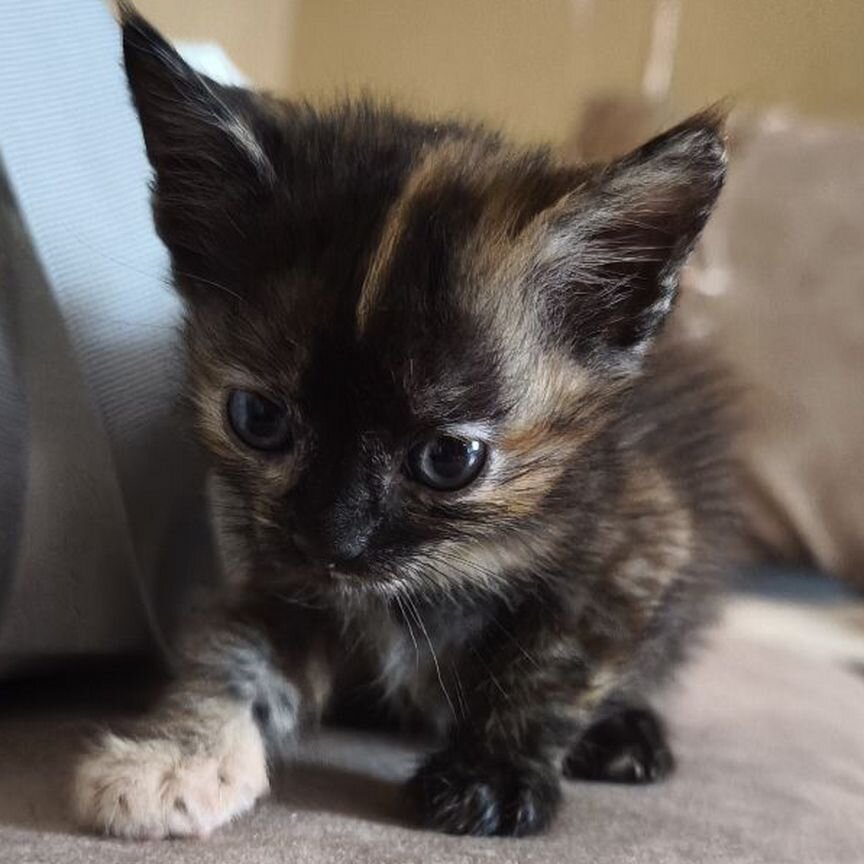 Котята в добрые руки бесплатно