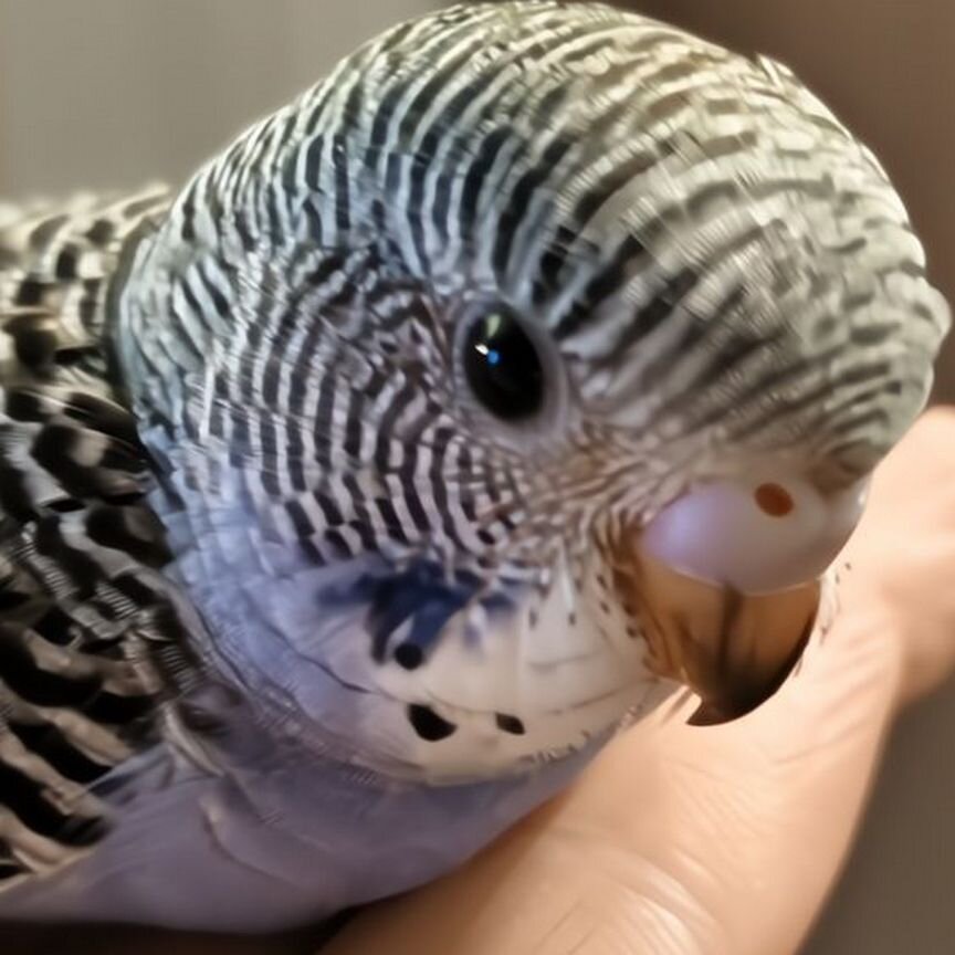 Птенцы волнистый попугай ручной