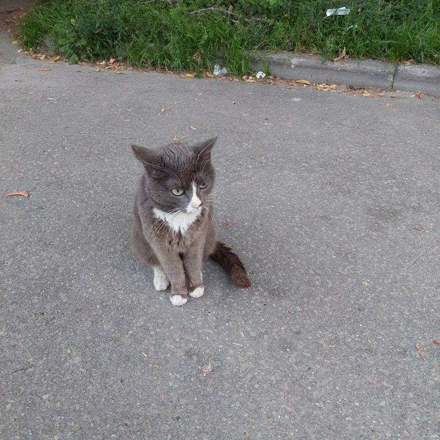 Красивая, ласковая кошечка ищет хозяина